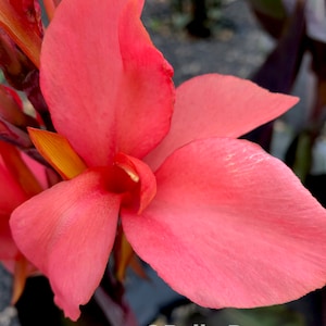 Rare Canna Lily Rhizome Bulb, Aurora, Live Plant - Etsy