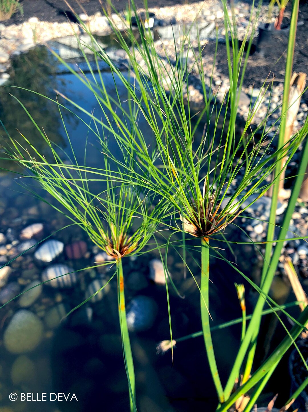 Giant Egyptian Papyrus, Cyperus Papyrus, Aquatic Plant - Etsy