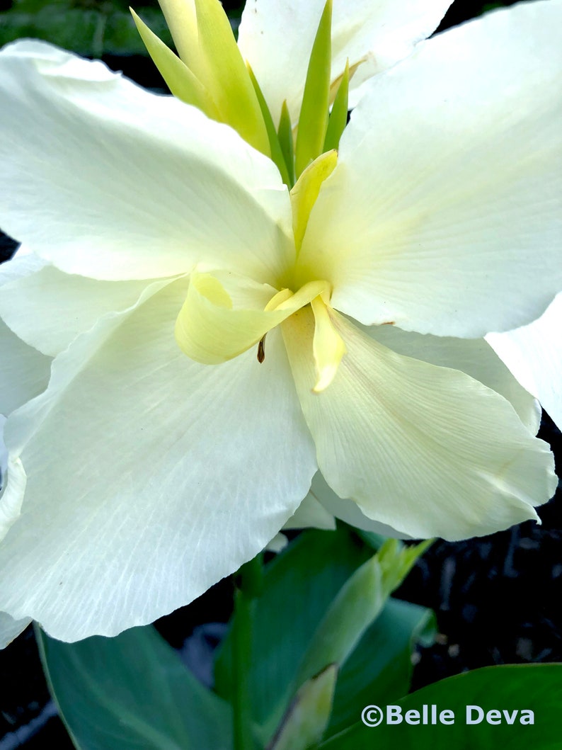 Rare Canna Lily Rhizome Bulb, Alaska, White Blooms, Live Plant - Etsy