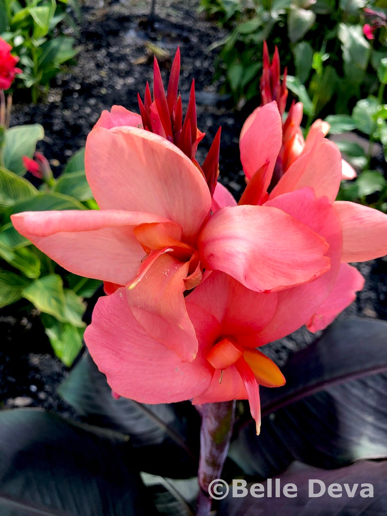 Rare Canna Lily Rhizome Bulb, Aurora, Live Plant - Etsy