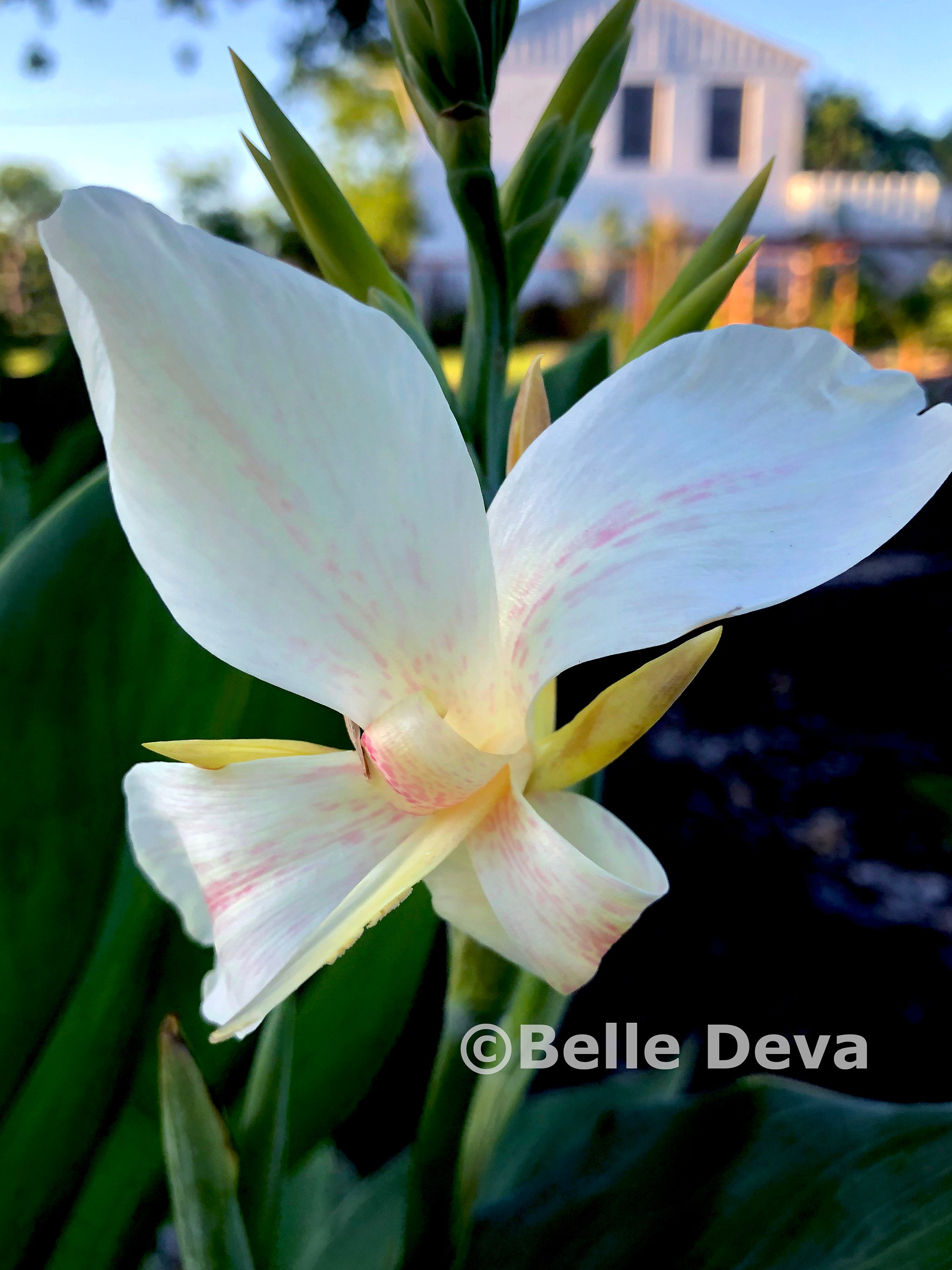 Rare Canna Lily Rhizome Bulb, White Butterflies, Live Plant - Etsy