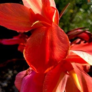 Rare Canna Lily Rhizome Bulb, Tropical Cocktail, Live Plant - Etsy