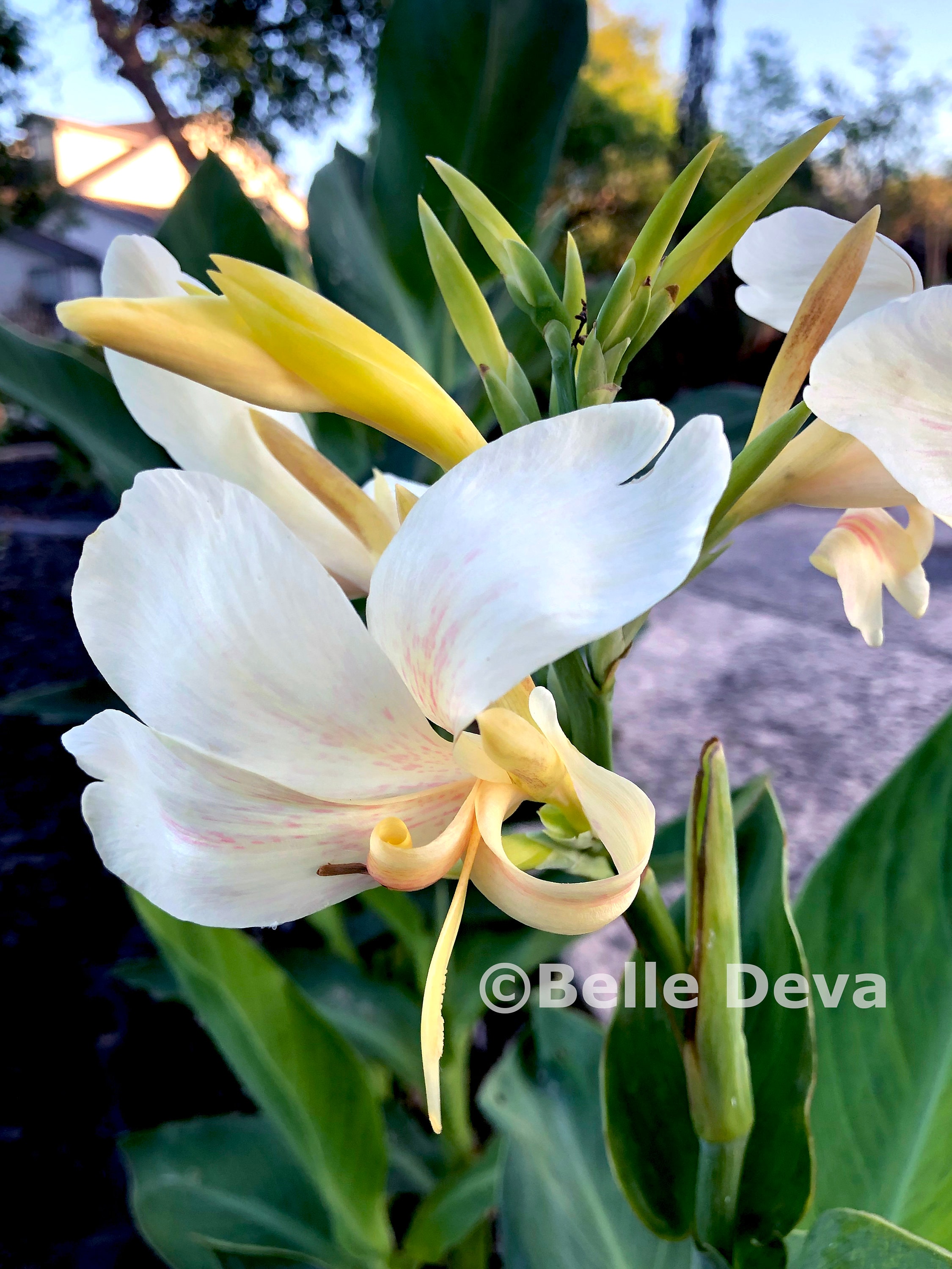 Rare Canna Lily Rhizome Bulb, White Butterflies, Live Plant - Etsy