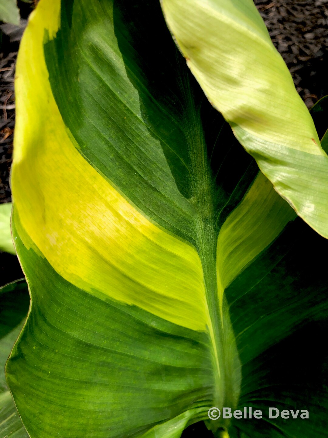 Rare Canna Lily Rhizome Bulb, Variegated Creamy Stripes, Live Plant - Etsy