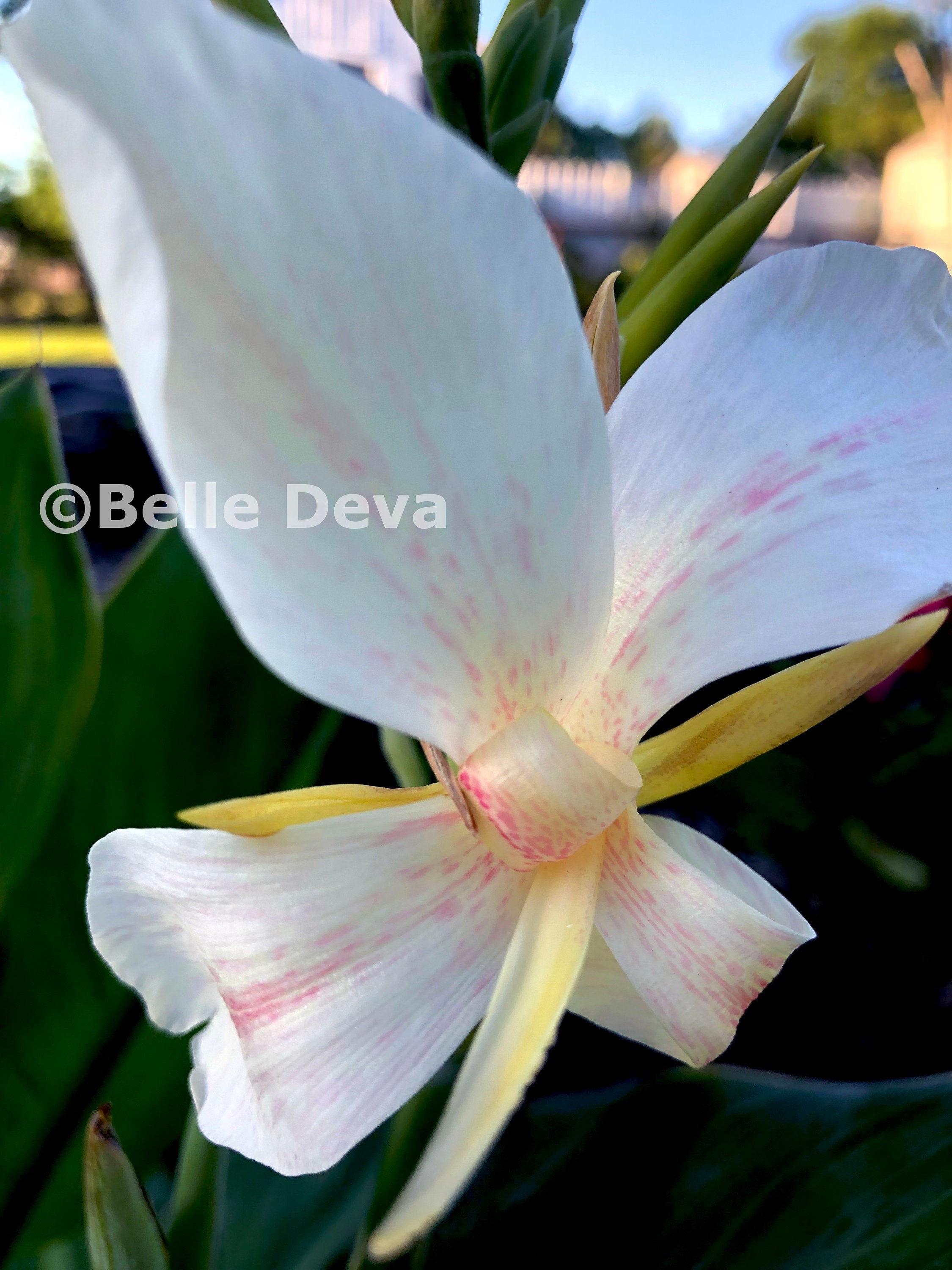 Rare Canna Lily Rhizome Bulb, White Butterflies, Live Plant - Etsy