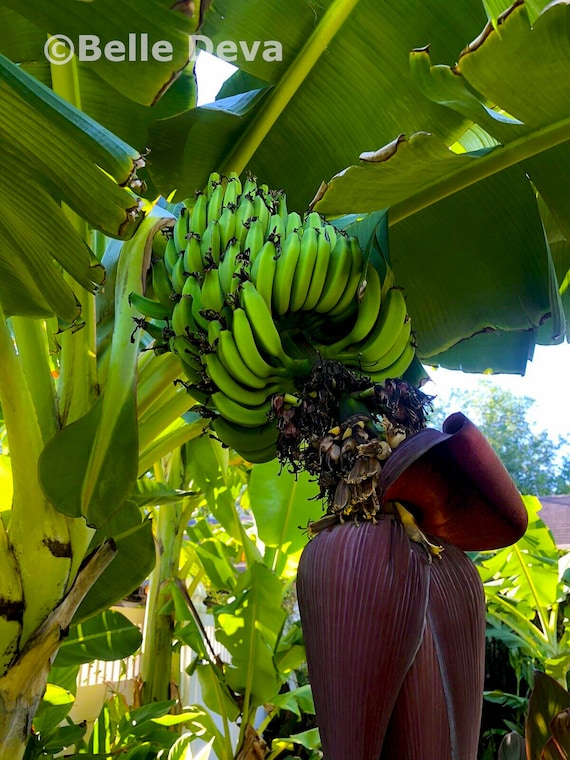 Manzano Banana Tree Manzano Bananas — Melissas Produce