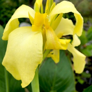 Canna Lily Rhizome Bulb, Lemon Cannova, Live Plant - Etsy