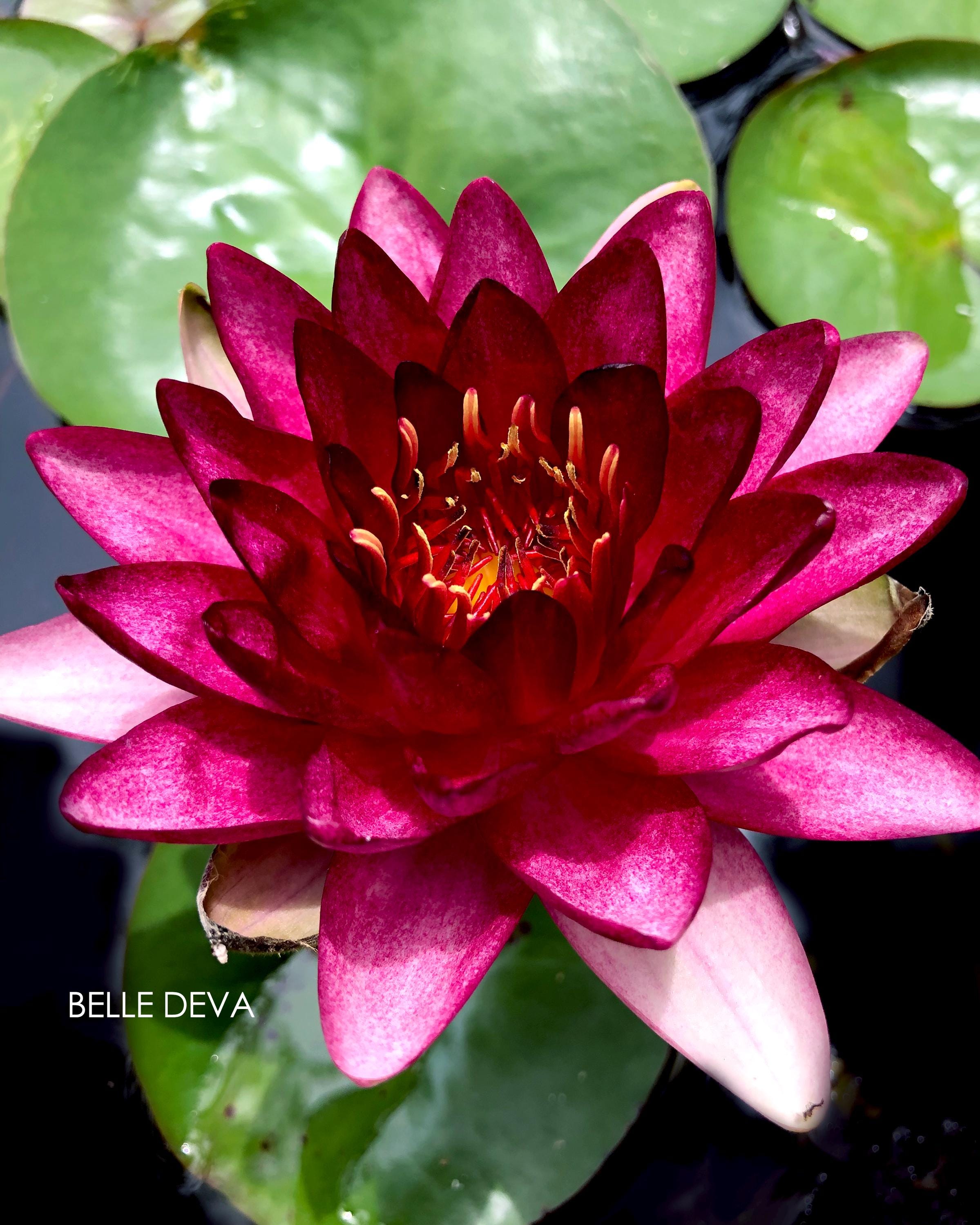 Almost Black, Hardy Water Lily Tuber, Live Plant - Etsy