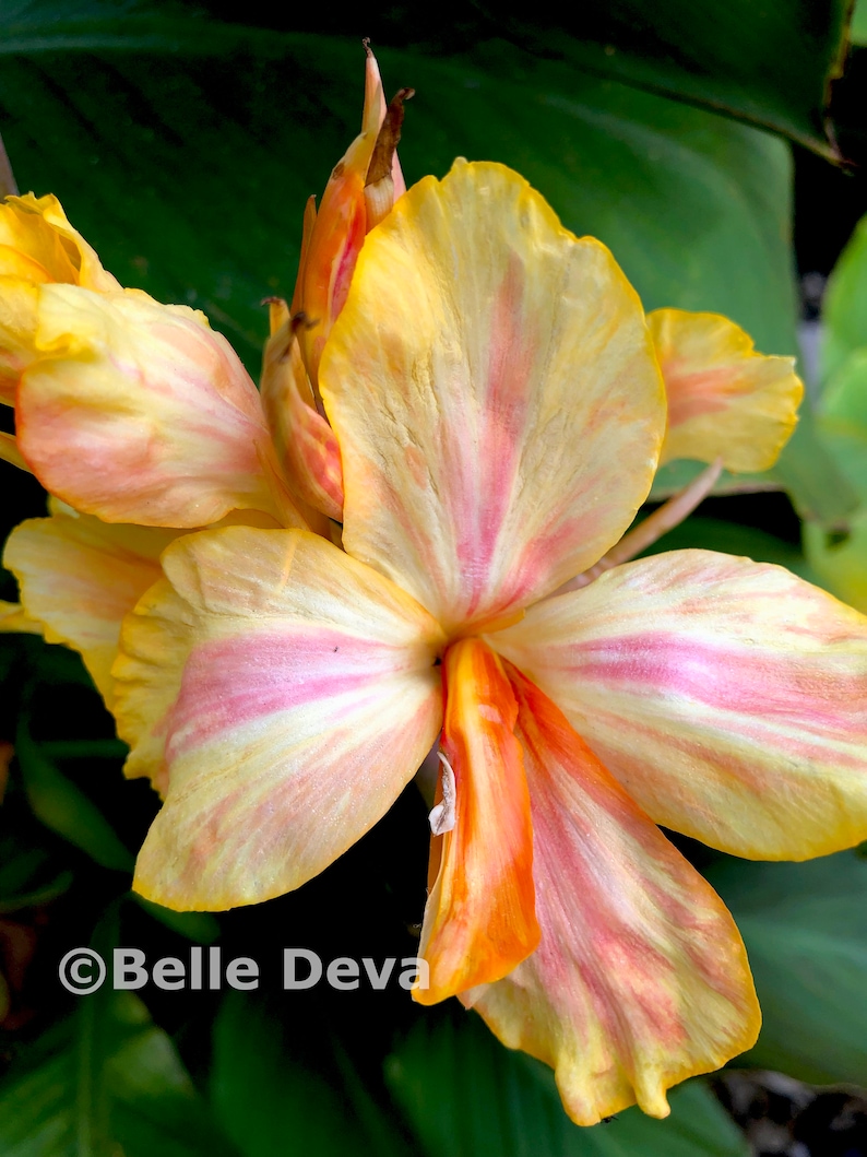 Rare Canna Lily Rhizome Bulb, Angels, Live Plant - Etsy