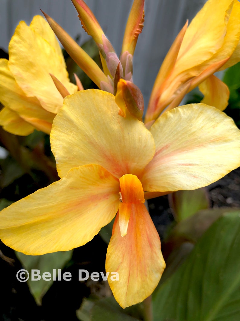 Rare Canna Lily Rhizome Bulb, Angels, Live Plant - Etsy