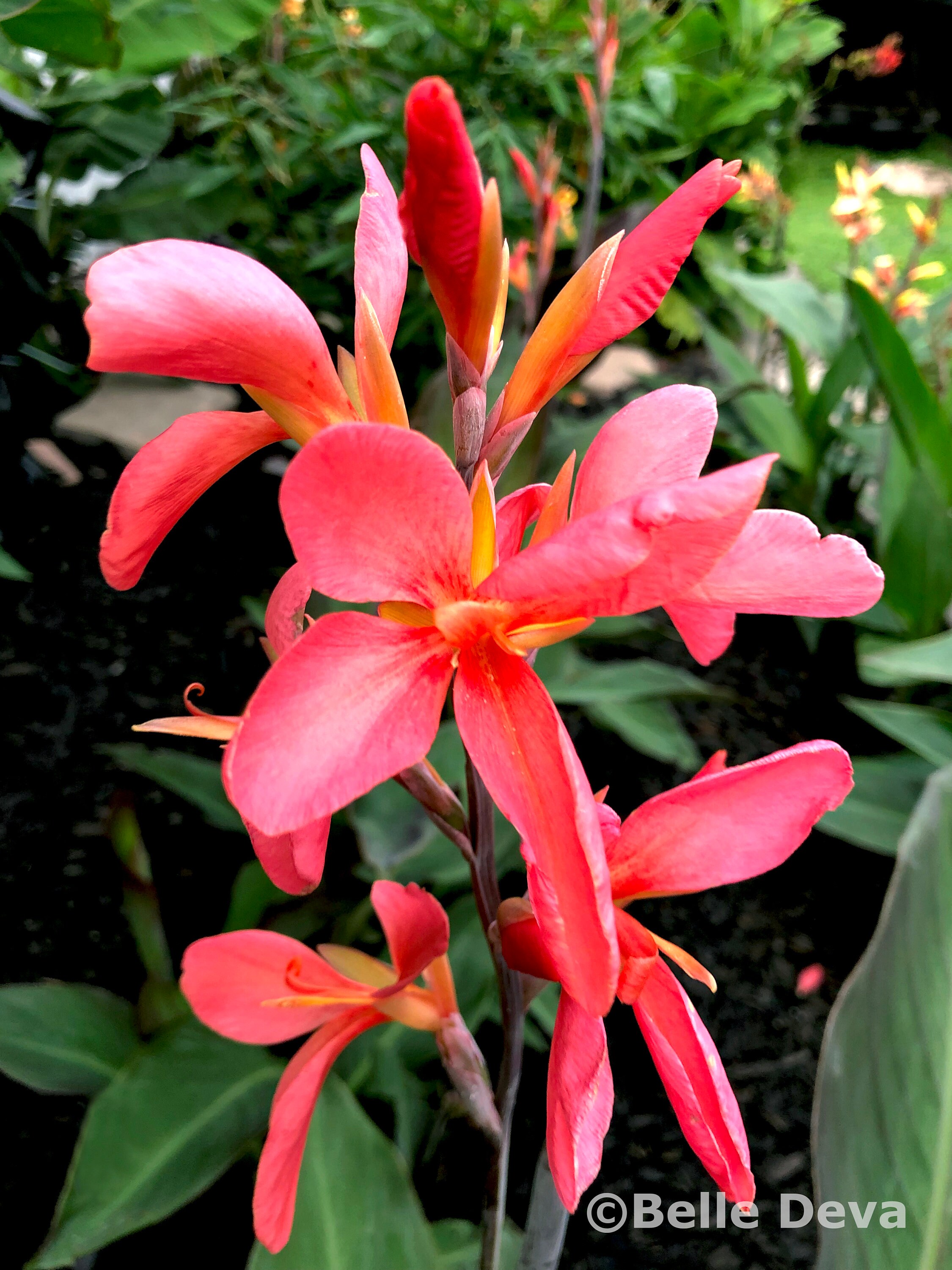 Canna Lily Rhizome Bulb, Yucatana Crema, Live Plant - Etsy