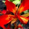 Rare Canna Lily Rhizome Bulb, Ehemanii, Live Plant - Etsy