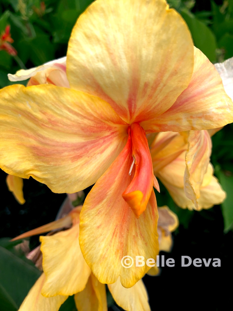 Rare Canna Lily Rhizome Bulb, Angels, Live Plant - Etsy