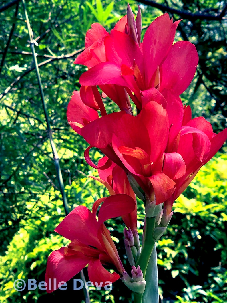 Rare Canna Lily Rhizome Bulb, Pink & Salmon Compacta, Live Plant - Etsy