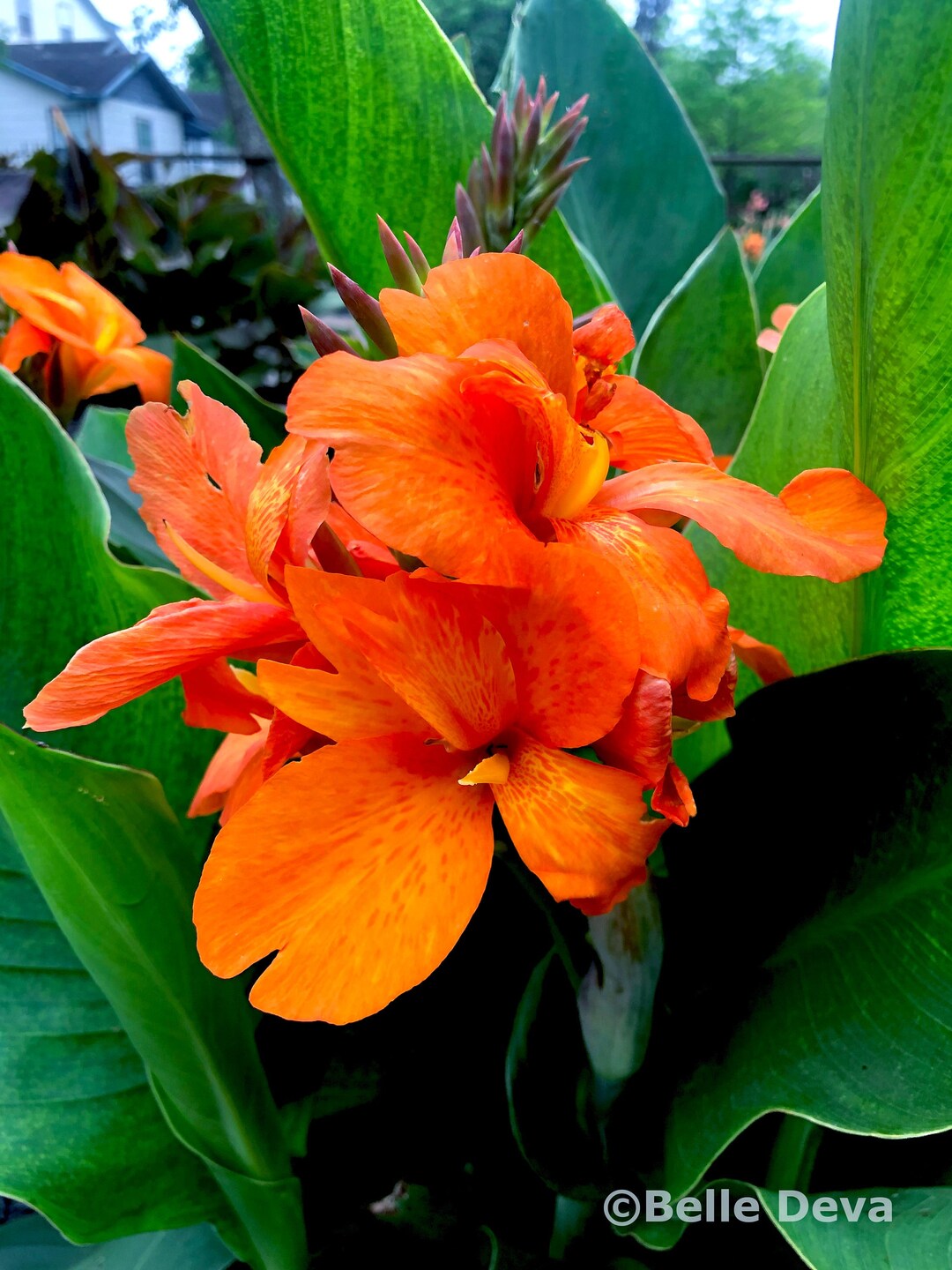 Canna Lily Rhizome Bulb, Cannova Orange Shades, Live Plant - Etsy
