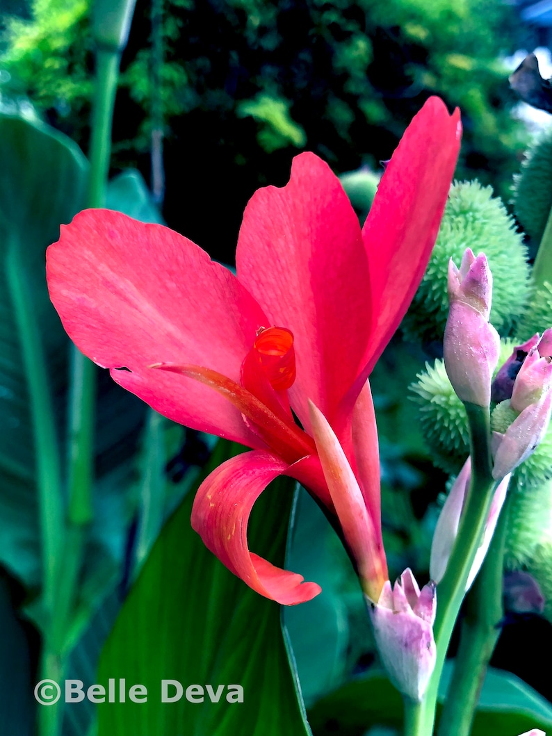 Rare Canna Lily Rhizome Bulb, Pink & Salmon Compacta, Live Plant - Etsy