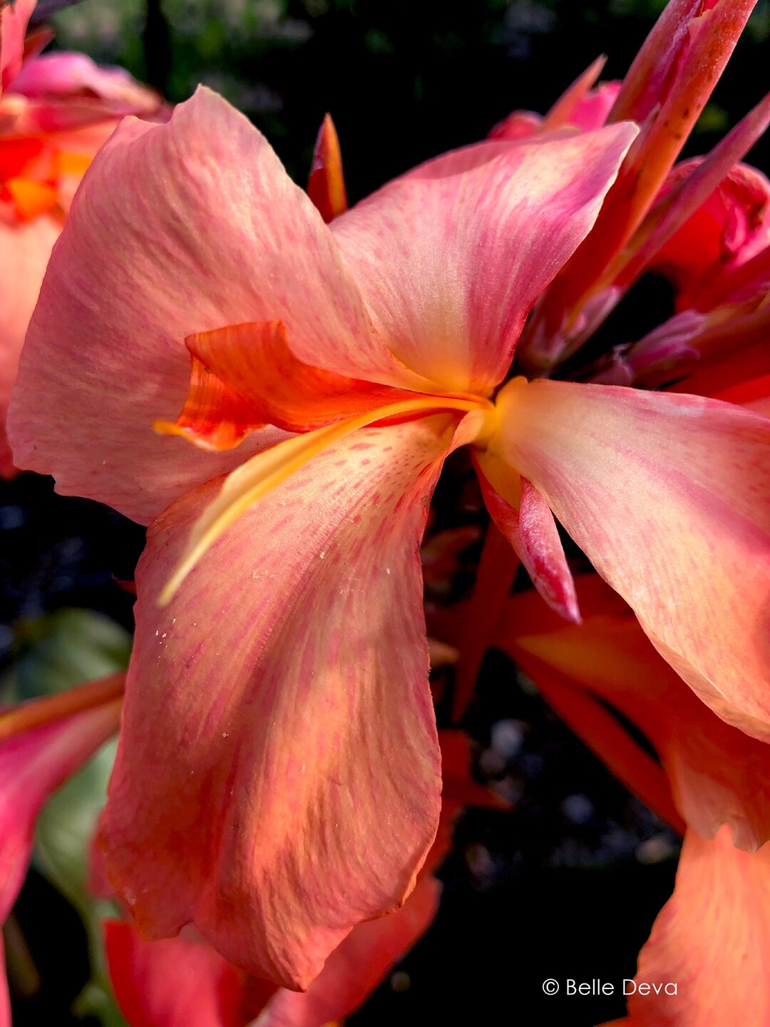 Rare Canna Lily Rhizome Bulb, Tropical Cocktail, Live Plant - Etsy