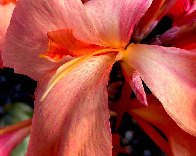 Rare Canna Lily Rhizome Bulb, Tropical Cocktail, Live Plant - Etsy