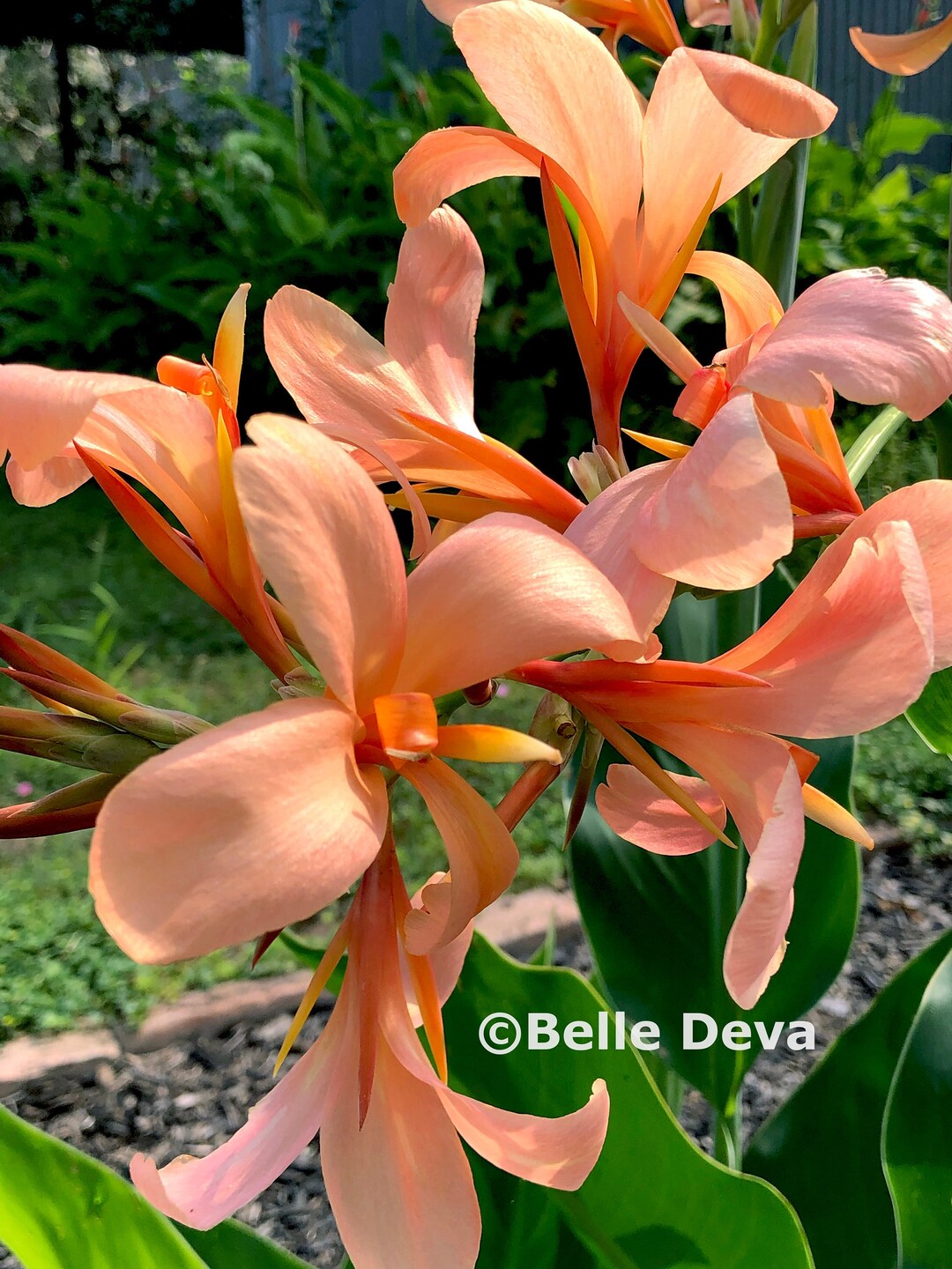 Rare Canna Lily Rhizome Bulb, Peach Butterflies, Live Plant - Etsy