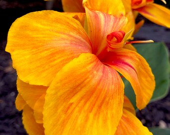 Rare Canna Lily Rhizome Bulb, Aurora, Live Plant - Etsy