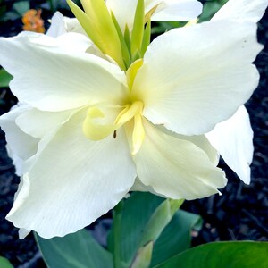 Rare Canna Lily Rhizome Bulb, Alaska, White Blooms, Live Plant - Etsy