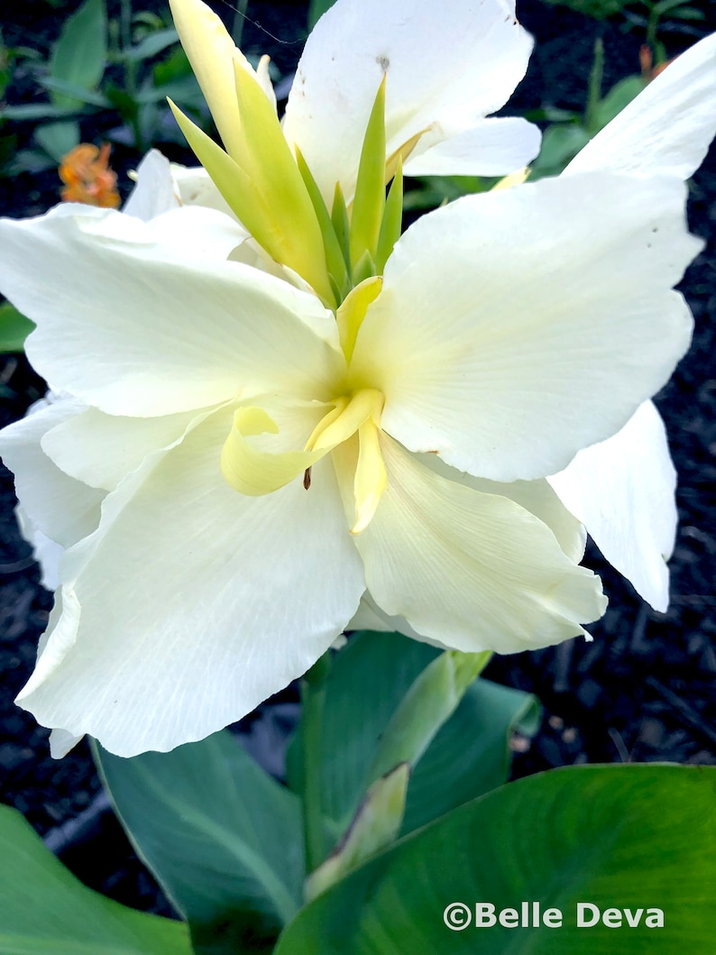 Rare Canna Lily Rhizome Bulb, Alaska, White Blooms, Live Plant - Etsy