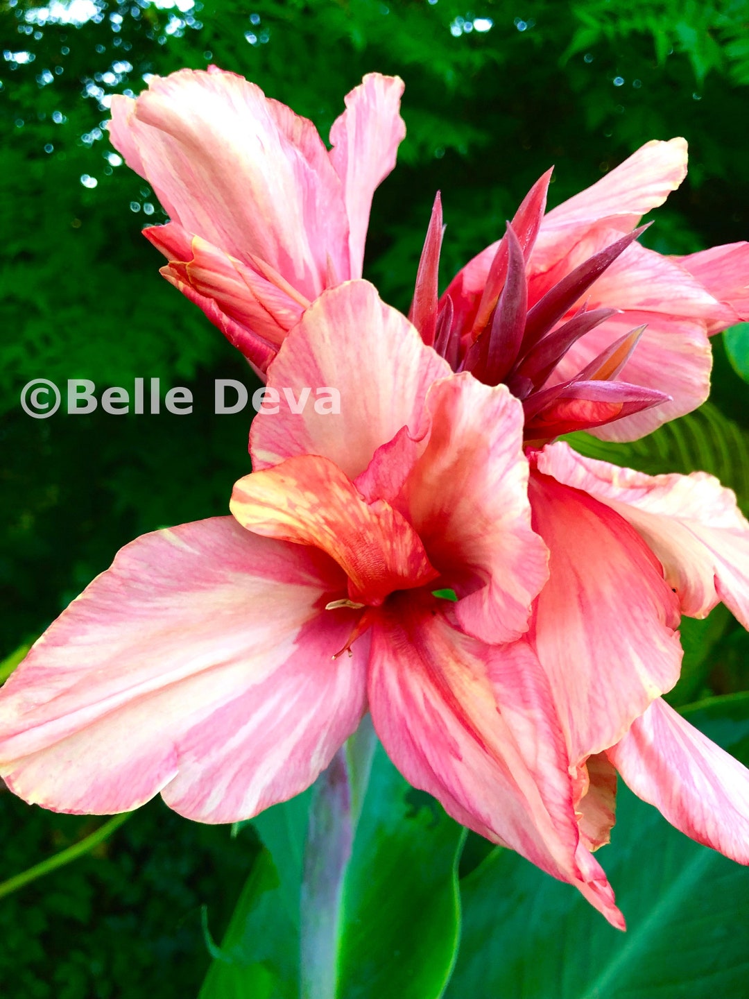 Rare Canna Lily Rhizome Bulb, Chinese Coral, Live Plant - Etsy