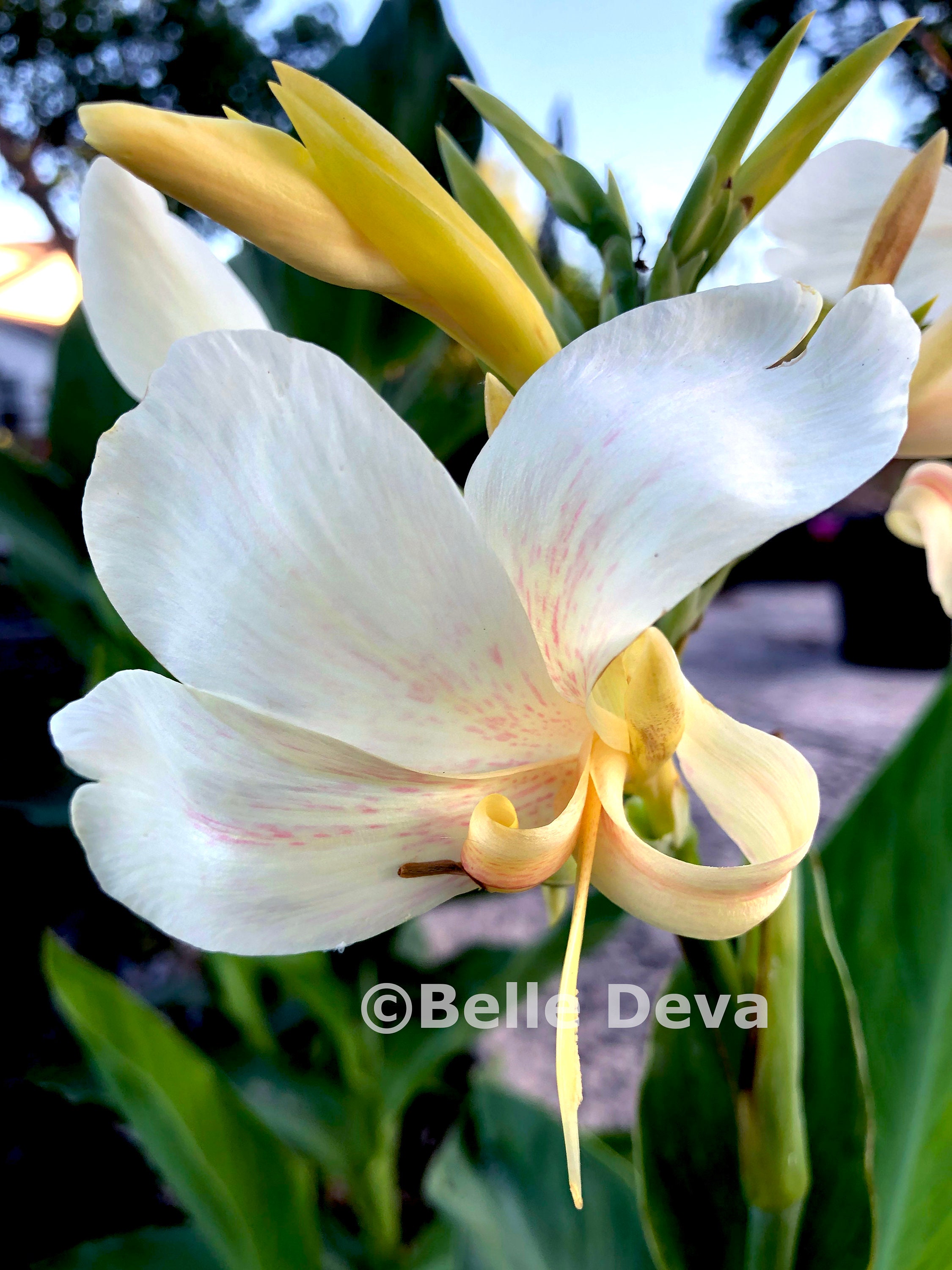 Rare Canna Lily Rhizome Bulb, White Butterflies, Live Plant - Etsy