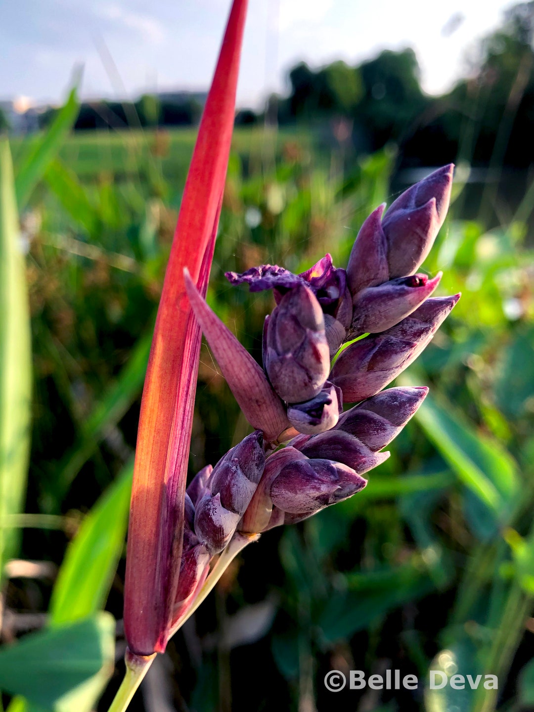 Thalia Dealbata, Aquatic Water Canna Lily, Alligator-flag, Purple Bloom ...
