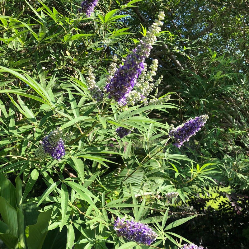 Vitex Tree - Etsy