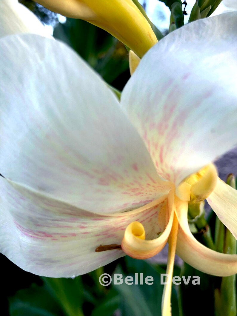 Rare Canna Lily Rhizome Bulb, White Butterflies, Live Plant - Etsy