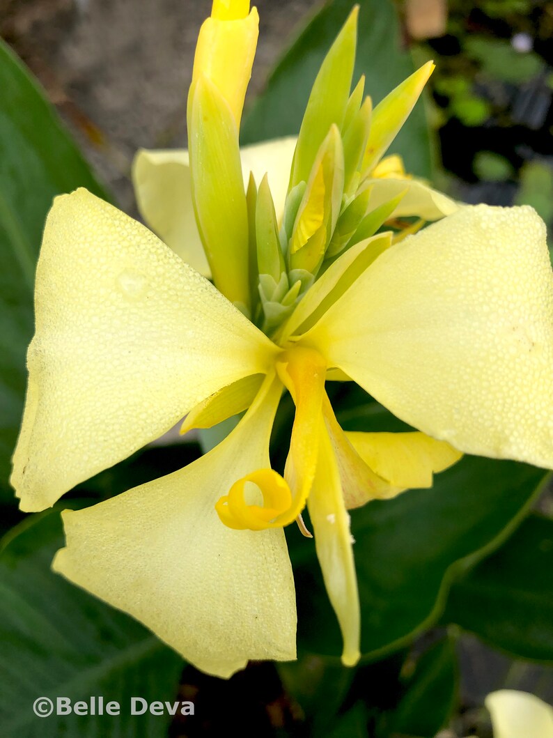 Canna Lily Rhizome Bulb, Lemon Cannova, Live Plant - Etsy