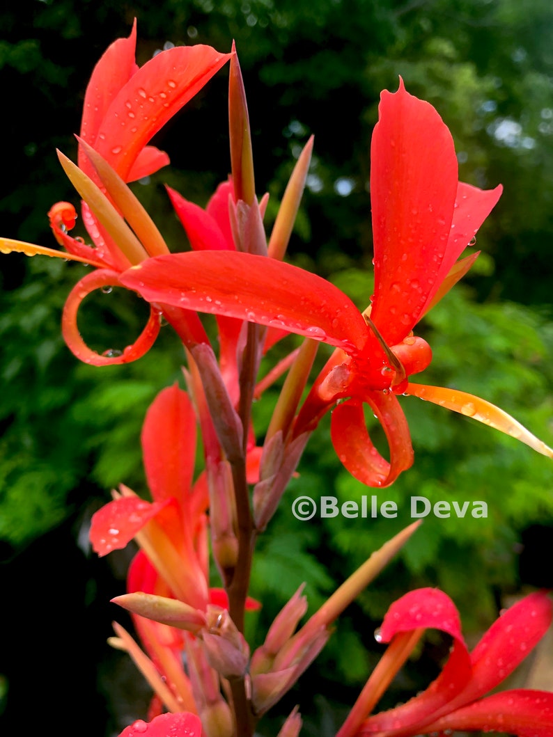 Rare Canna Lily Rhizome Bulb, Bird of Paradise, Live Plant - Etsy