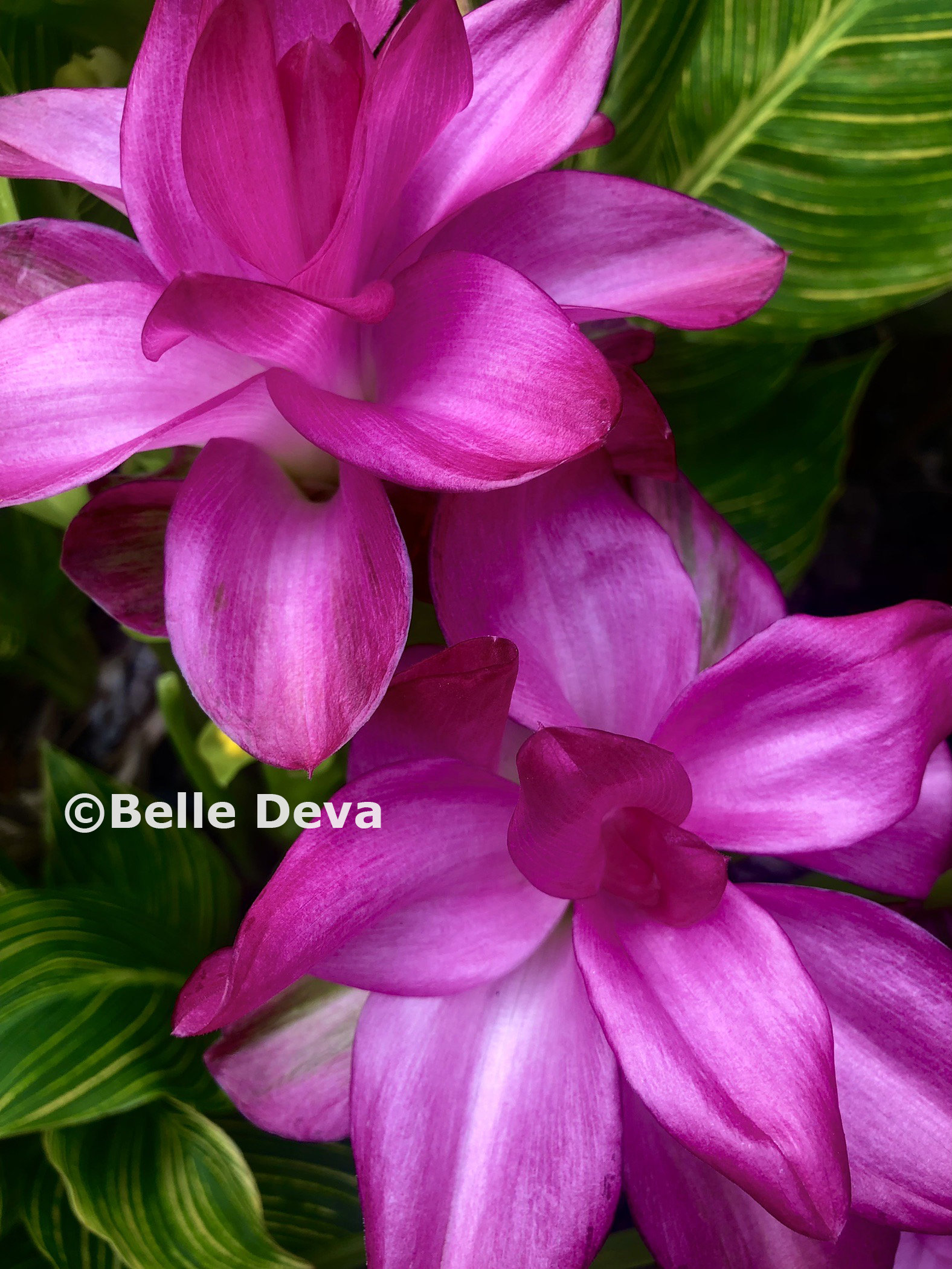Hidden Ginger Rhizome curcuma, Live Plant, Purple Bloom & Bright Green ...
