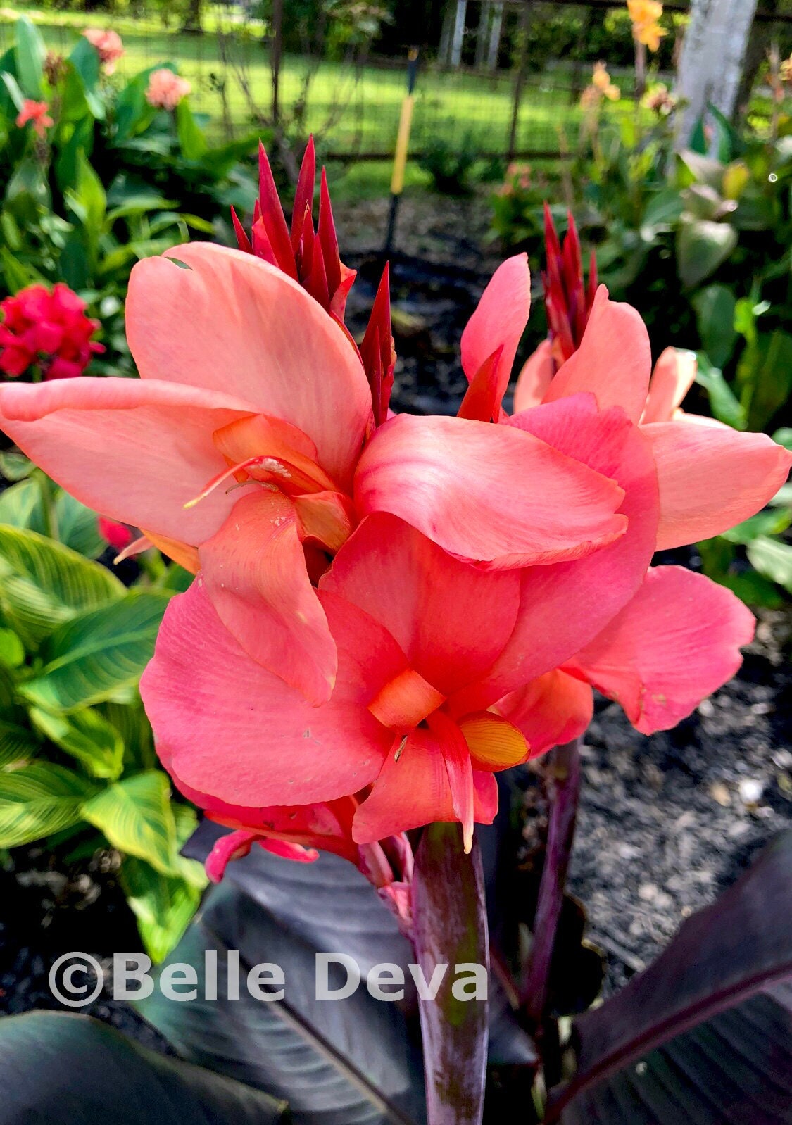 Rare Canna Lily Rhizome Bulb, Aurora, Live Plant - Etsy