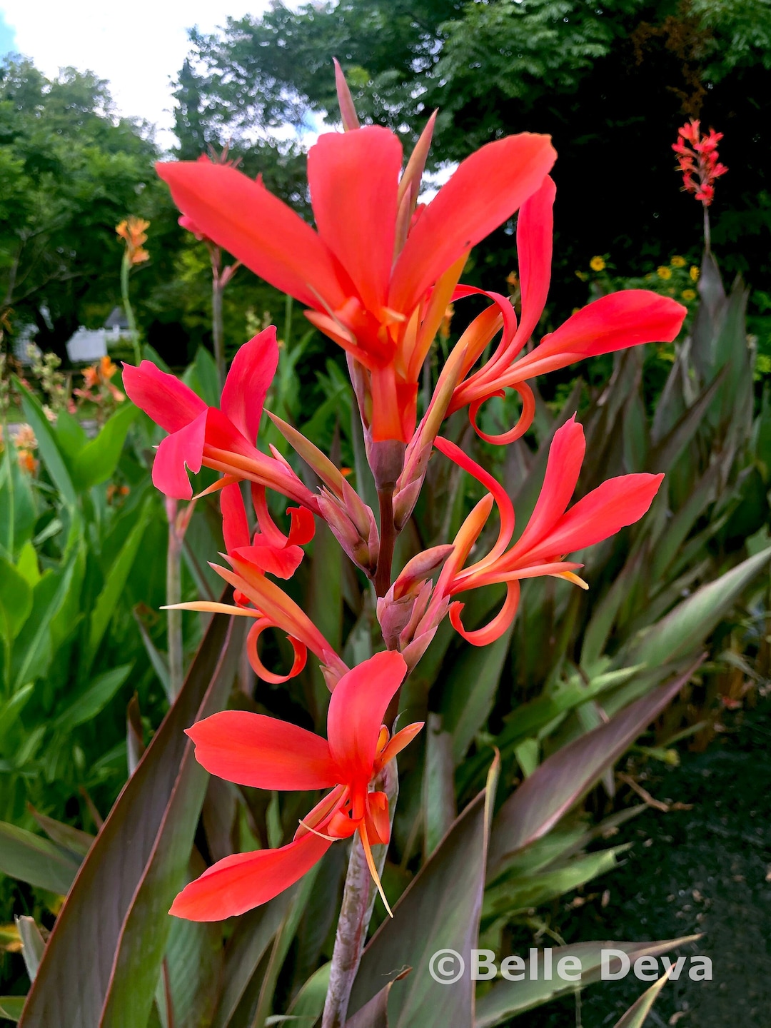 Rare Canna Lily Rhizome Bulb, Bird of Paradise, Live Plant - Etsy