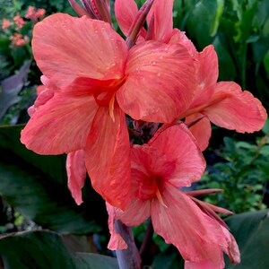 Rare Canna Lily Rhizome Bulb, Whithelm Pride, Live Plant - Etsy