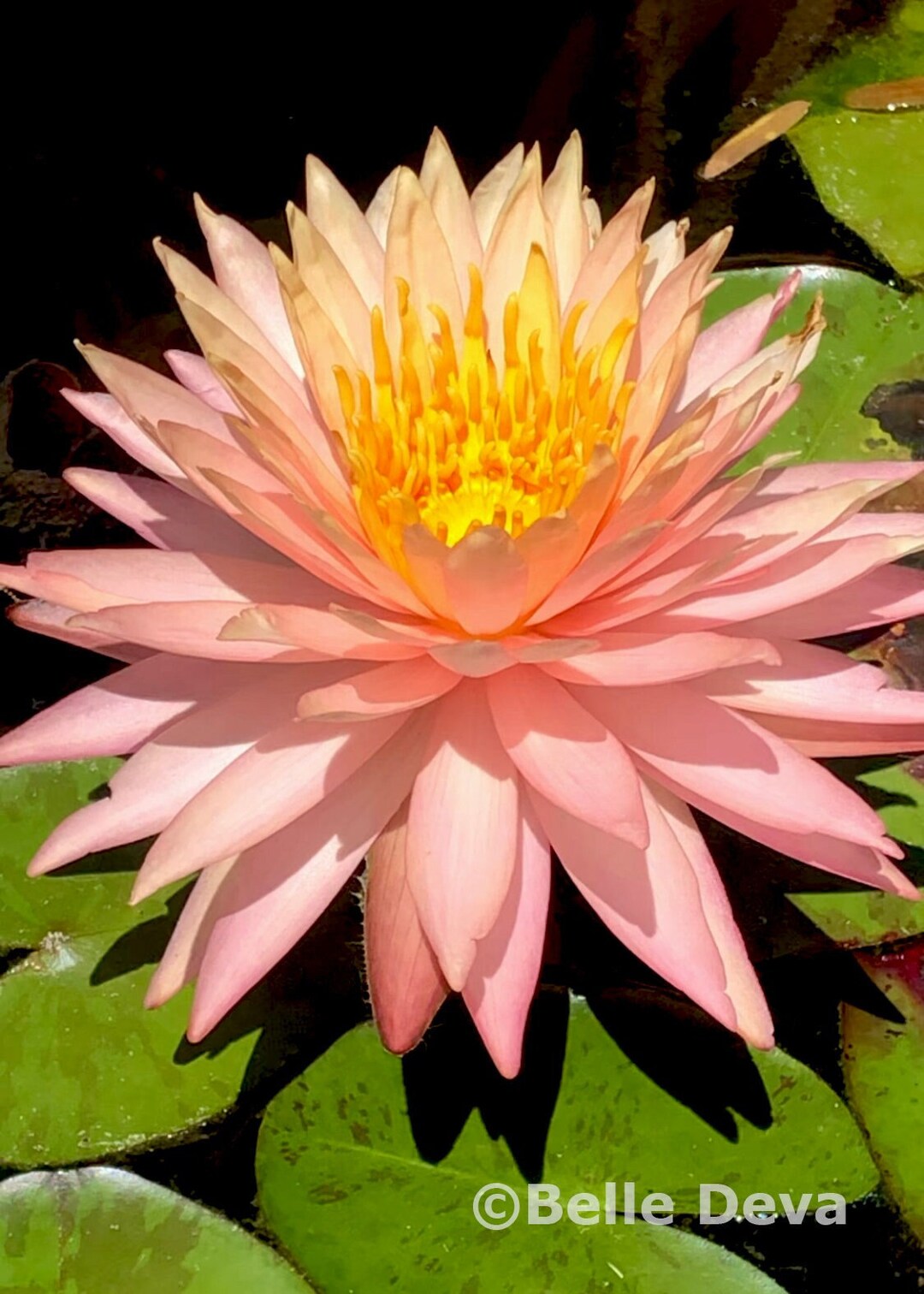Rare Light Pink, Sun Spark, Hardy Water Lily Tuber, Live Plant - Etsy