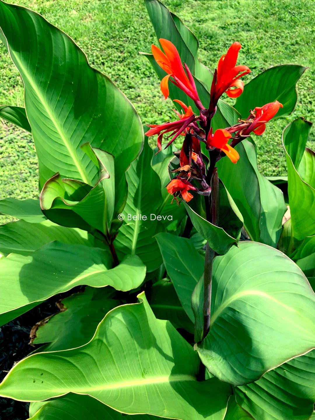 2 Canna Lily Rhizome Bulb, Grande Musafolia, Live Plant - Etsy
