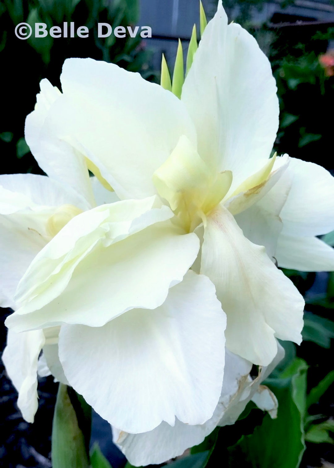 Rare Canna Lily Rhizome Bulb, Alaska, White Blooms, Live Plant - Etsy