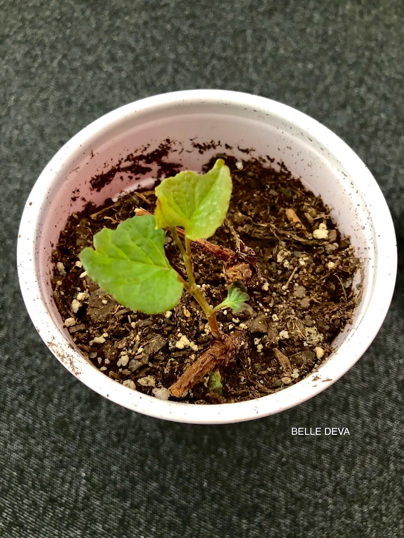 Pink Coral Vine (queen's Wreath), Live Plant, Bare Root - Etsy