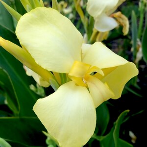 Canna Lily Rhizome Bulb, Lemon Cannova, Live Plant - Etsy