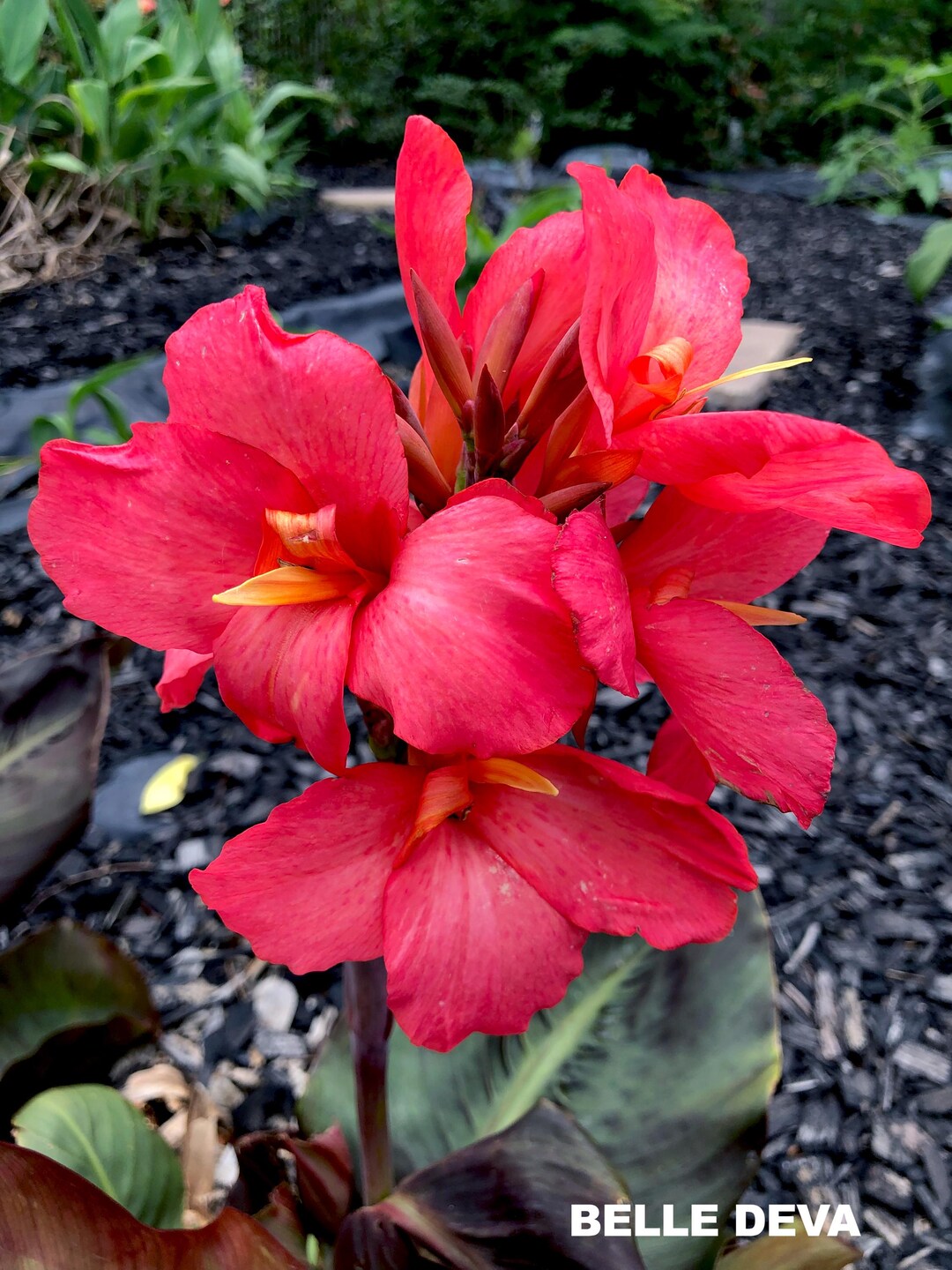 Rare Canna Lily Rhizome Bulb, Dawn Pink, Live Plant - Etsy
