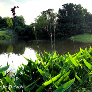 Thalia Dealbata, Aquatic Water Canna Lily, Alligator-flag, Purple Bloom ...