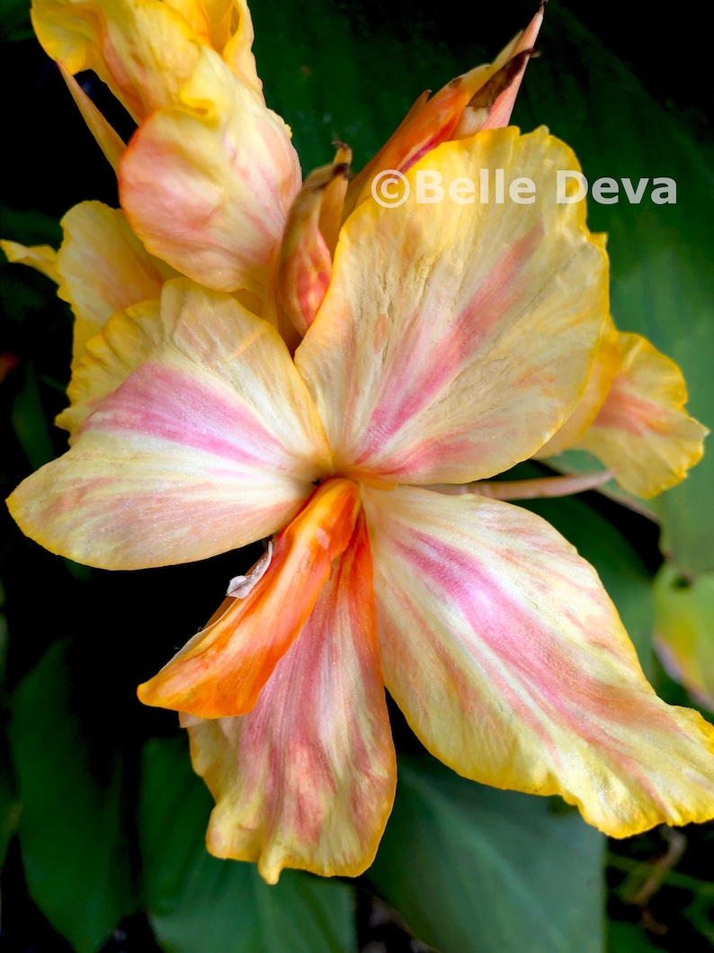 Rare Canna Lily Rhizome Bulb, Angels, Live Plant - Etsy