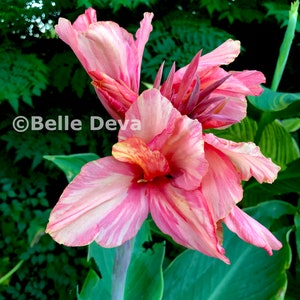 Rare Canna Lily Rhizome Bulb, Chinese Coral, Live Plant - Etsy