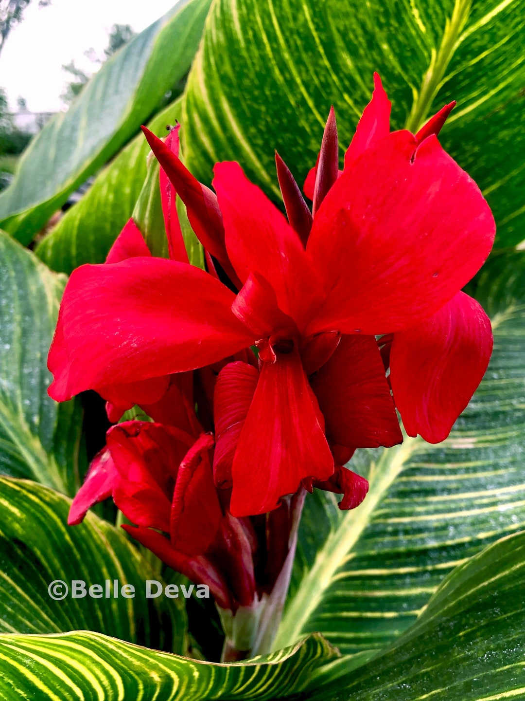 RARE Canna Lily Rhizome Bulb, Red Tiger, Variegated, Live Plant - Etsy