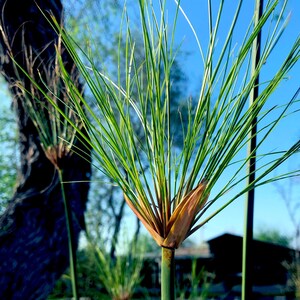 Giant Egyptian Papyrus, Cyperus Papyrus, Aquatic Plant - Etsy