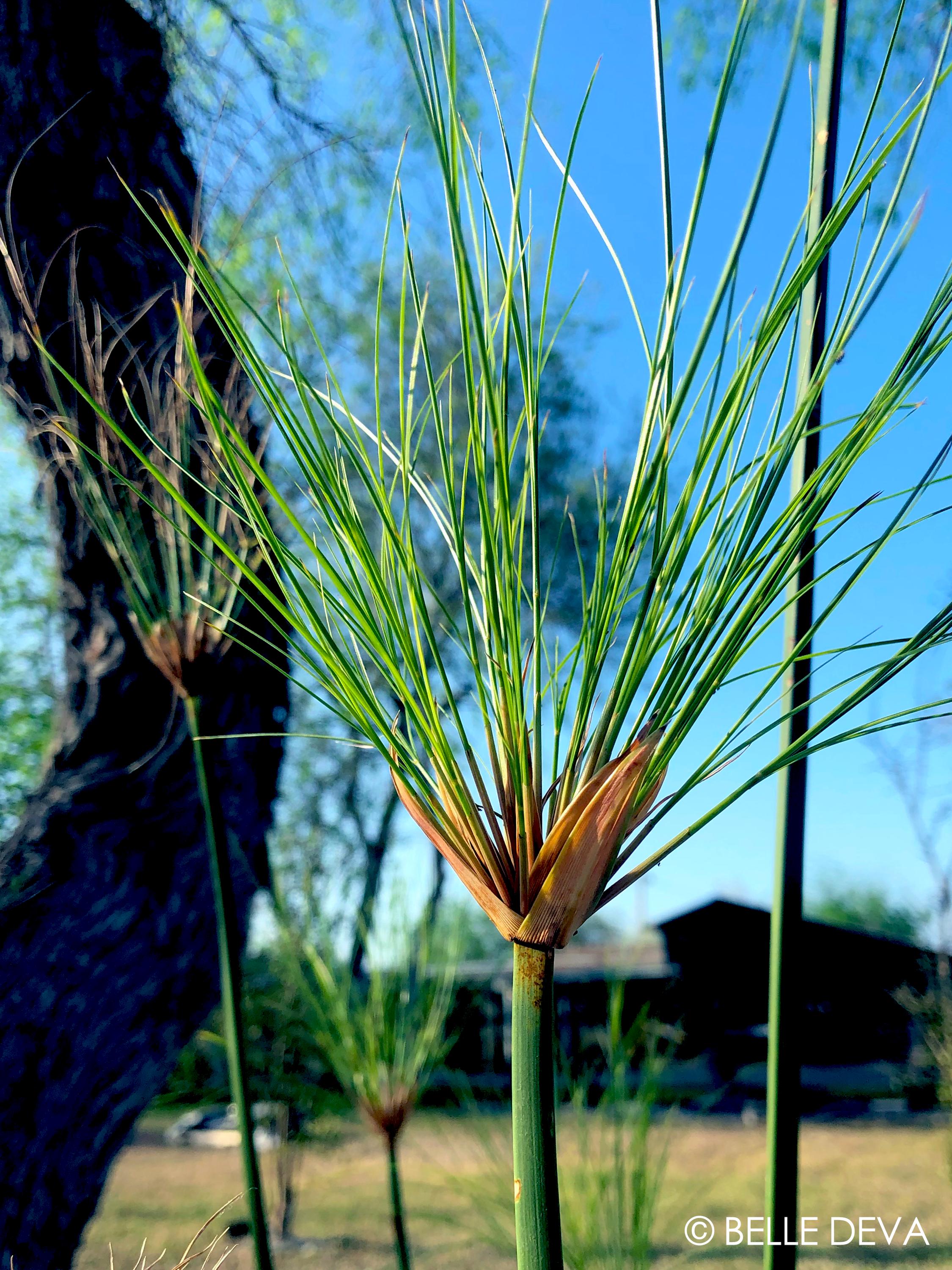 Giant Egyptian Papyrus, Cyperus Papyrus, Aquatic Plant - Etsy