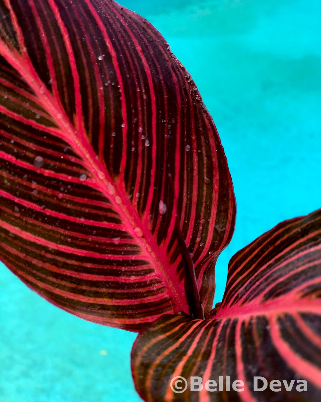 Variegated Canna Lily Rhizome Bulb, Giant Phasion / African Sunset ...